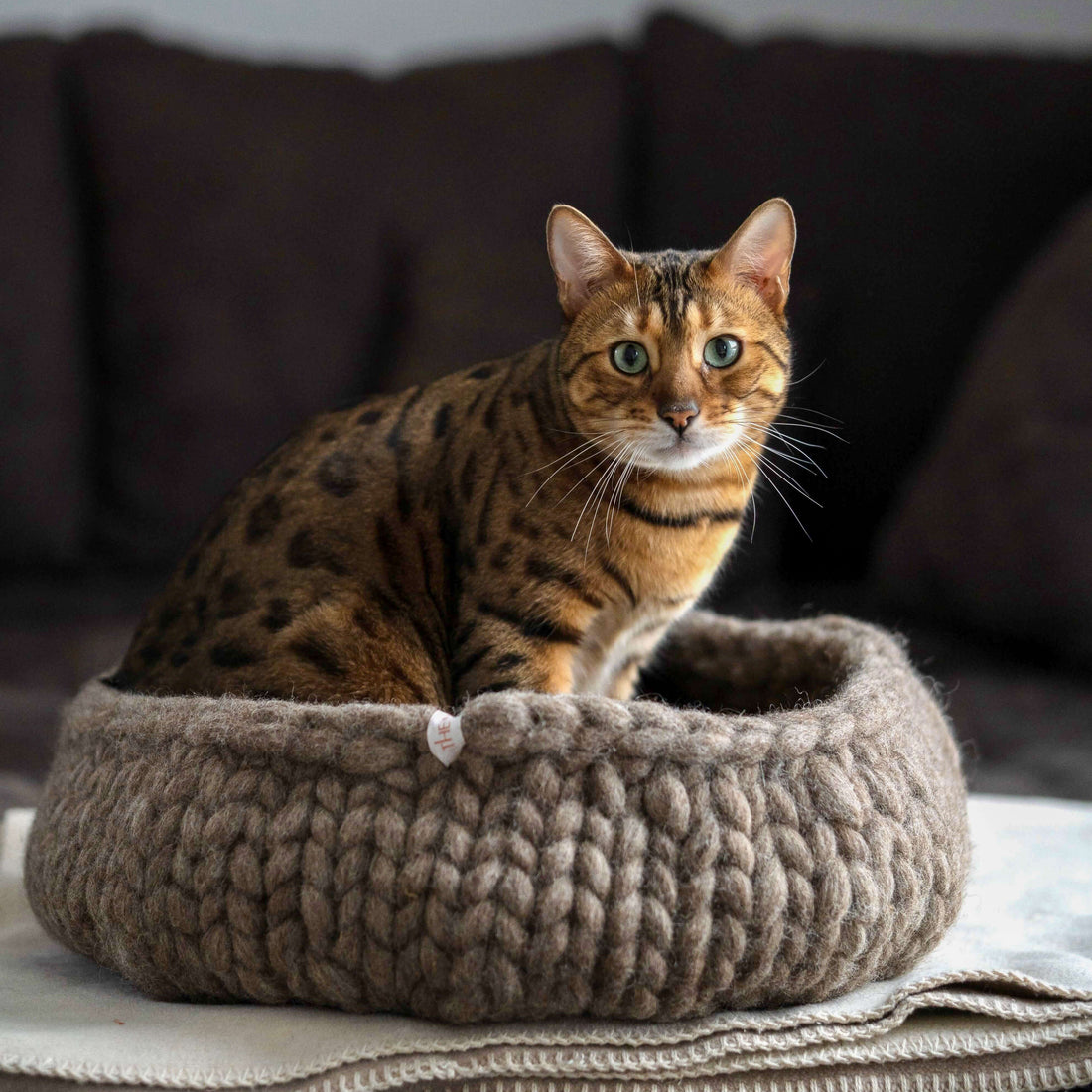 Stylische Katzenbetten - The Catery – the catery shop